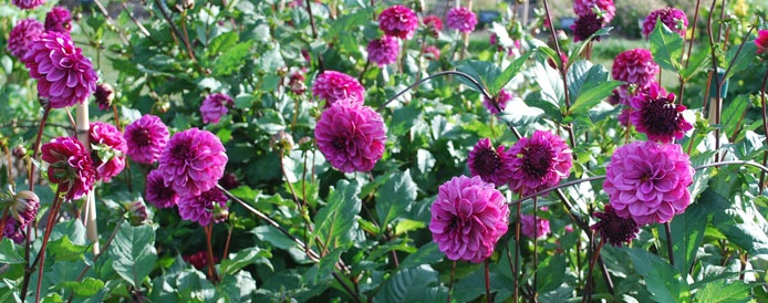 Rose Cottage Plants - Rose Cottage Plants