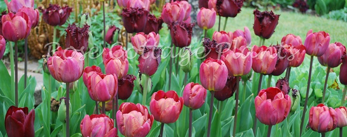 Rose Cottage Plants - Rose Cottage Plants