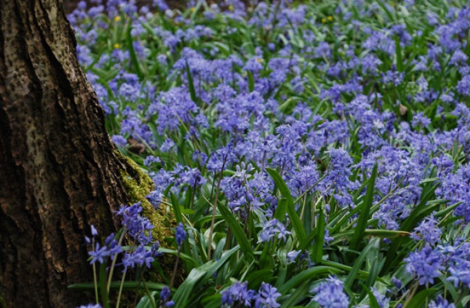 Mixed Crocus Scilla Muscari Bulbs 40 Sweet Little Birds Spring Flower ...