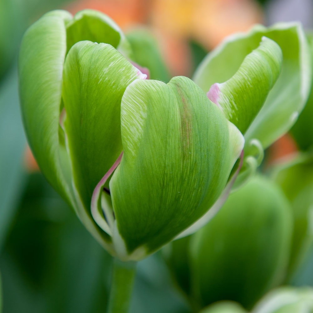 Tulipa 'Green Power' - Rose Cottage Plants