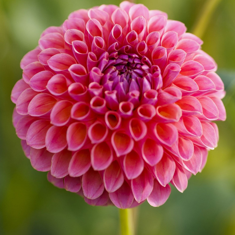 Dahlia 'Hapet Coppery' - Rose Cottage Plants