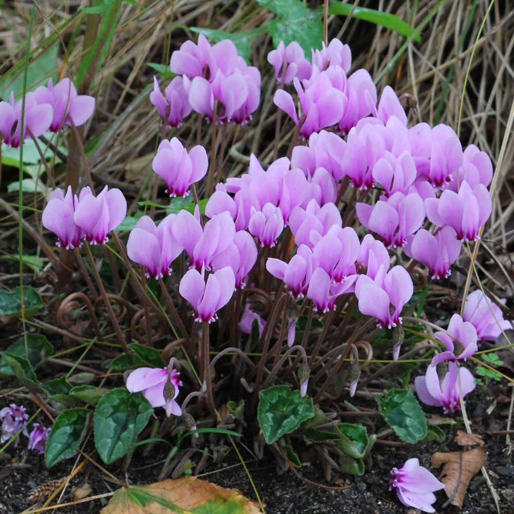 Cyclamen hederifolium AGM - Rose Cottage Plants