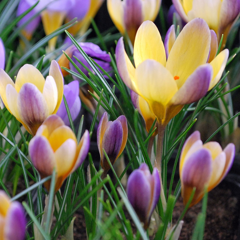 Crocus chrysanthus 'Advance' - Rose Cottage Plants