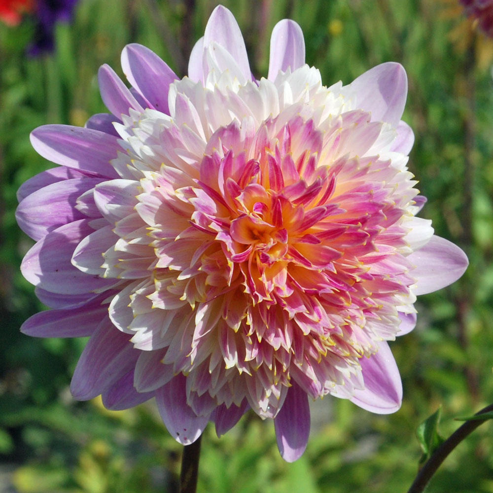 Dahlia 'Lambada' - Rose Cottage Plants
