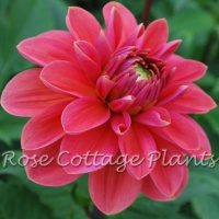 Dahlias - Dahlias & Summer Flowering Bulbs - Products - Rose Cottage Plants