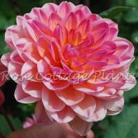 Dahlias - Dahlias & Summer Flowering Bulbs - Products - Rose Cottage Plants