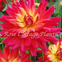 Dahlias - Dahlias & Summer Flowering Bulbs - Products - Rose Cottage Plants