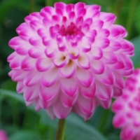 Dahlias - Dahlias & Summer Flowering Bulbs - Products - Rose Cottage Plants